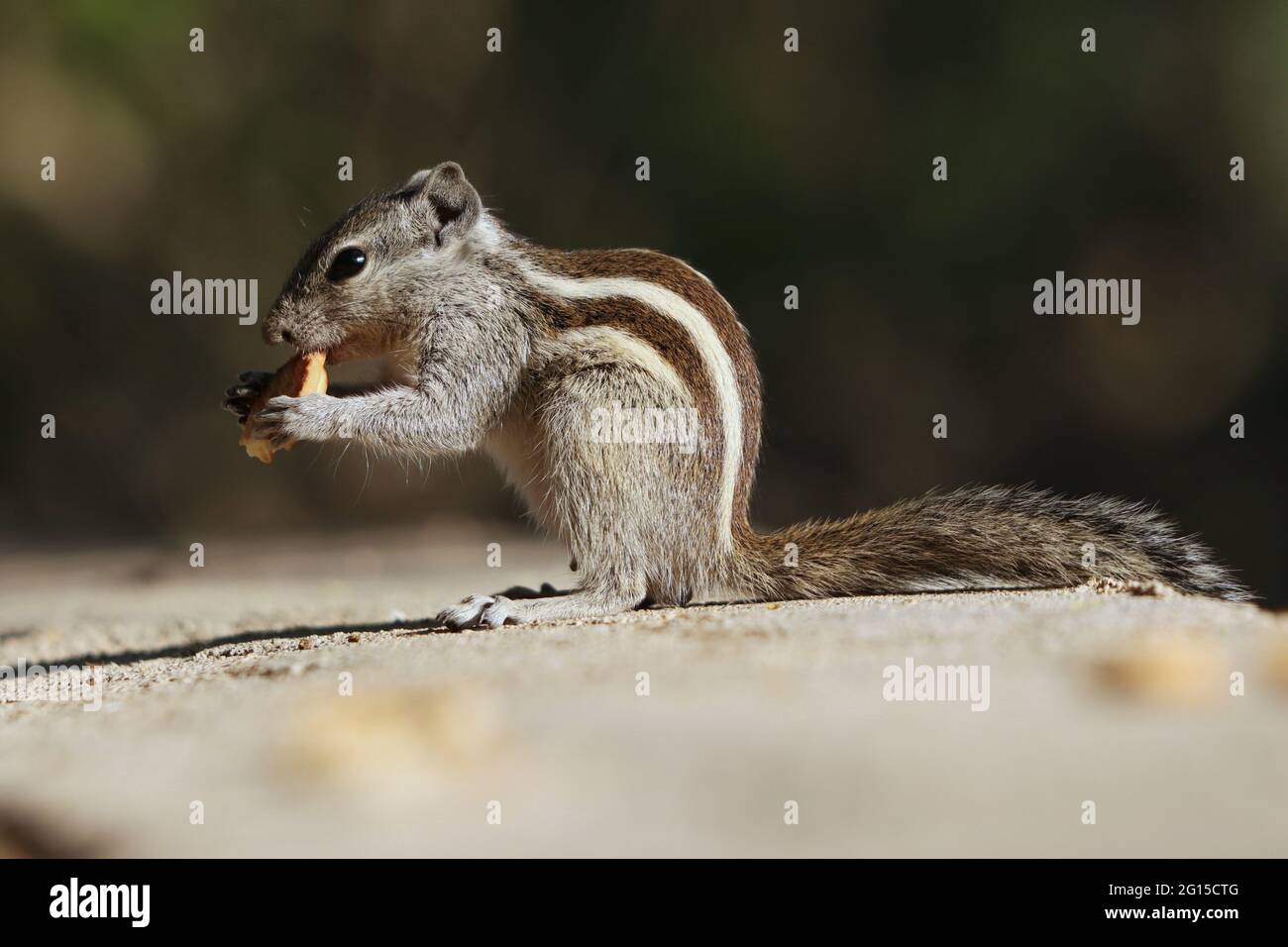 Portrait of an adorable gray chipmunk eating while standing on hind ...