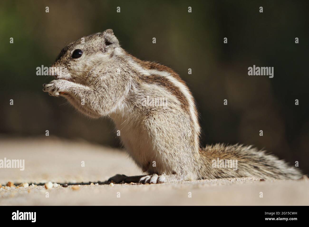 Portrait of an adorable gray chipmunk eating while standing on hind ...
