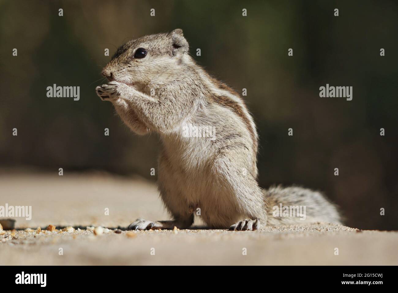Portrait of an adorable gray chipmunk eating while standing on hind ...