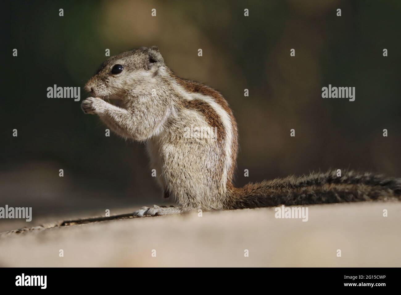 Portrait of an adorable gray chipmunk eating while standing on hind ...