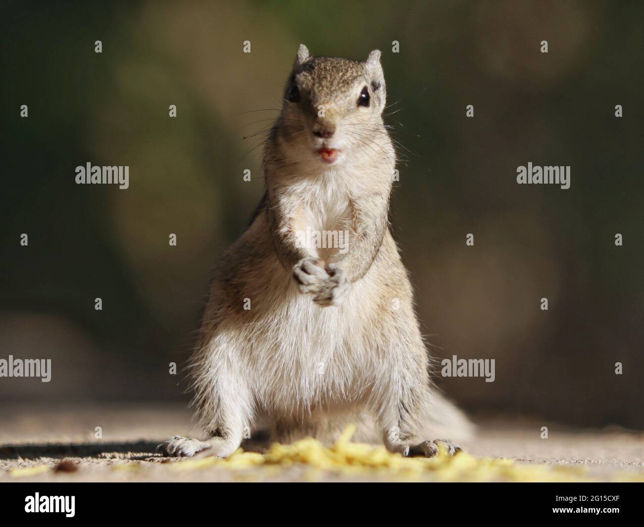 Portrait of an adorable gray chipmunk eating while standing on hind ...