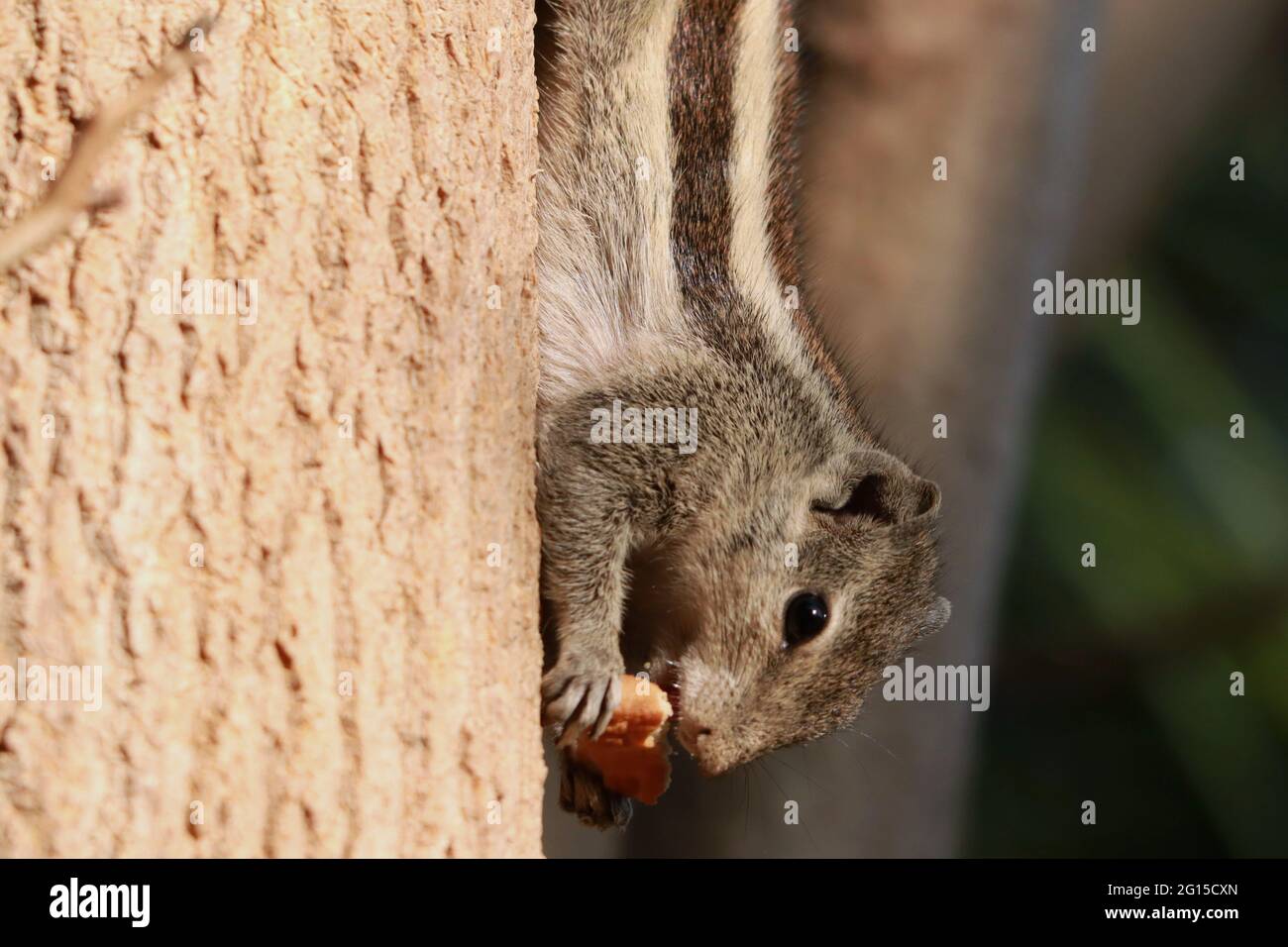 Portrait of an adorable gray chipmunk eating a cookie while lying on ...