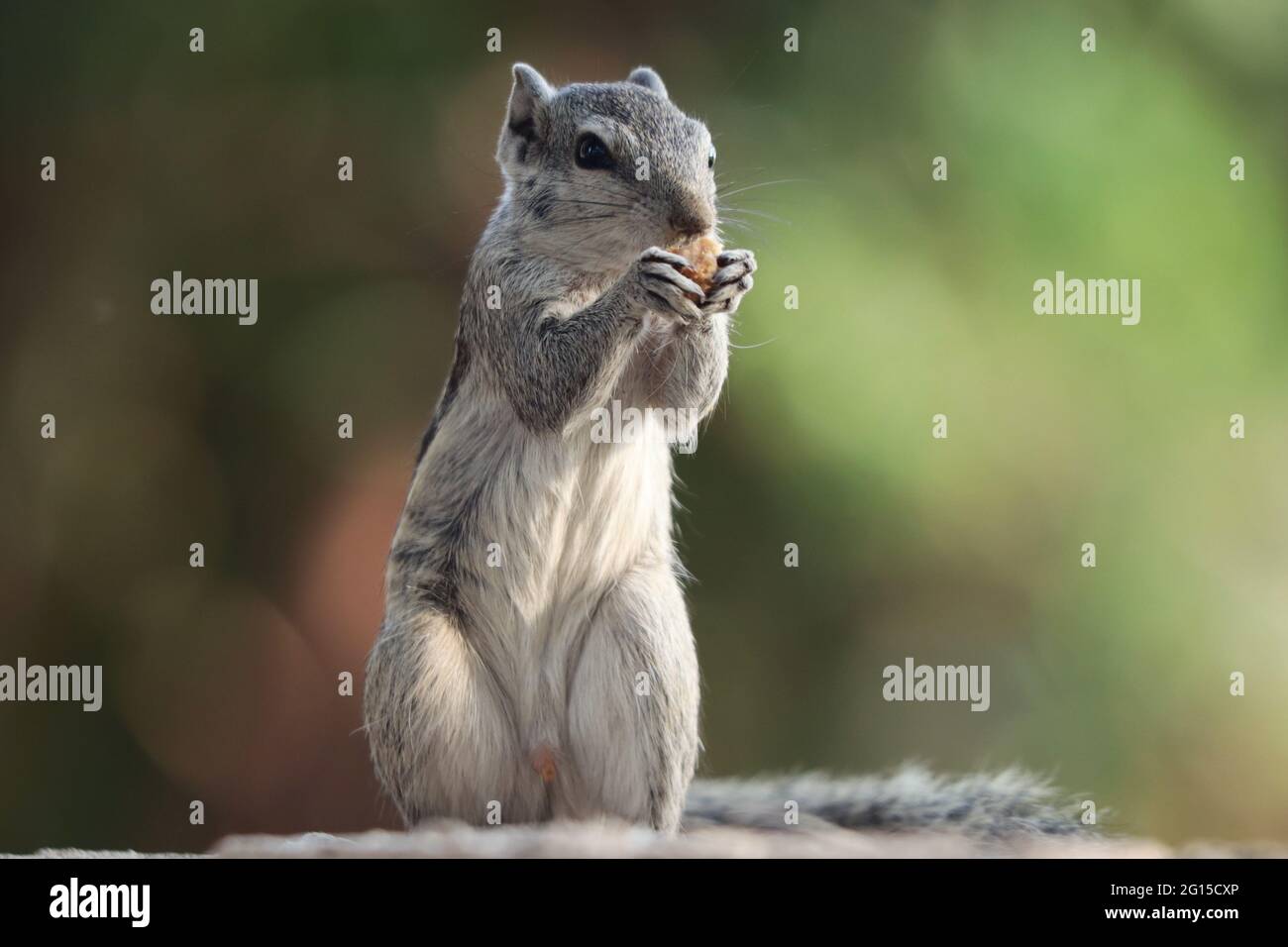 Portrait of an adorable gray chipmunk eating while standing on hind ...