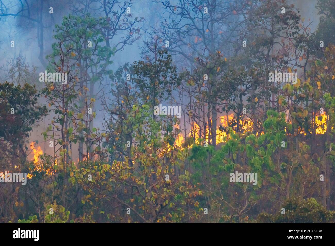 Rain forest fire disaster is burning caused by humans Stock Photo - Alamy