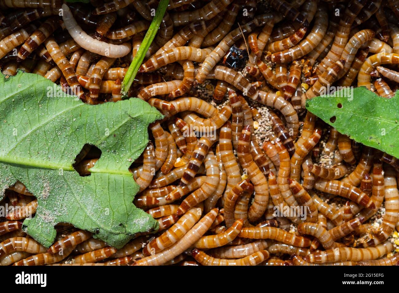 Worm food hi-res stock photography and images - Alamy