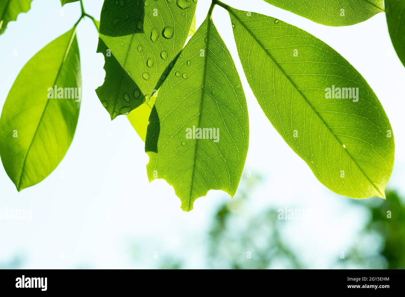 Water on leave background, Green leaf nature Stock Photo - Alamy