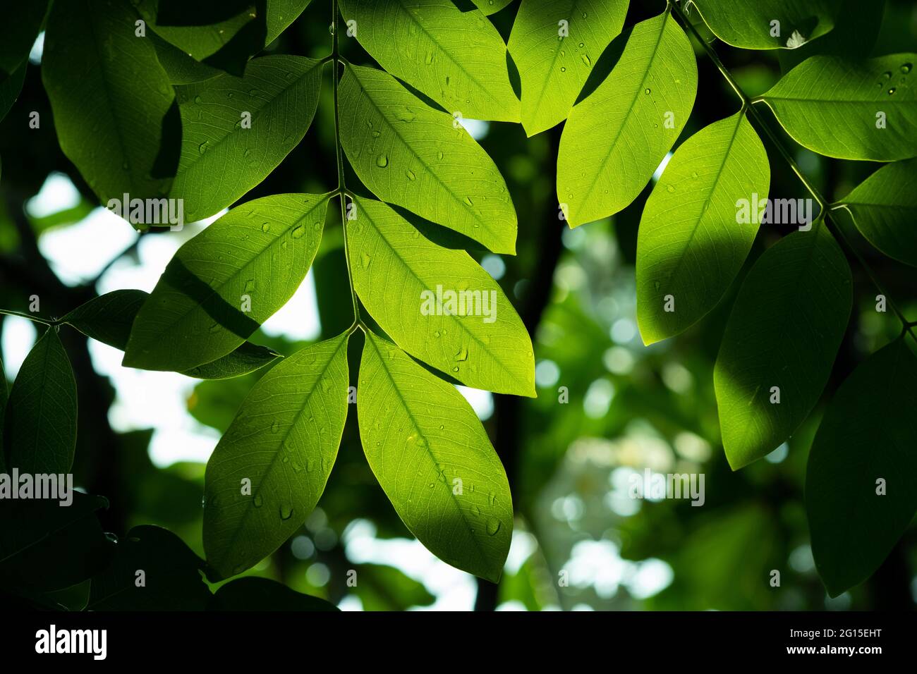 Water on leave background, Green leaf nature Stock Photo - Alamy