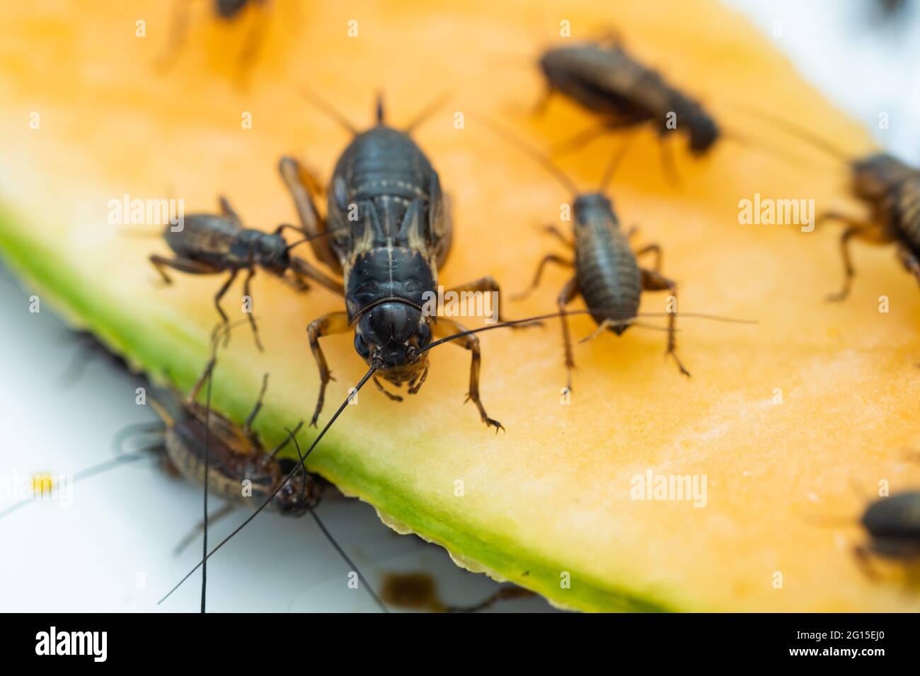 Crickets as food hi-res stock photography and images - Alamy