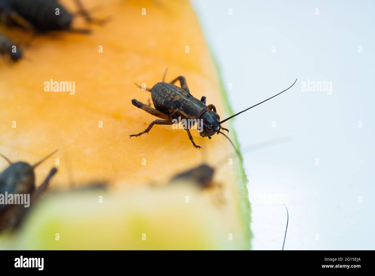 Crickets as food hi-res stock photography and images - Alamy