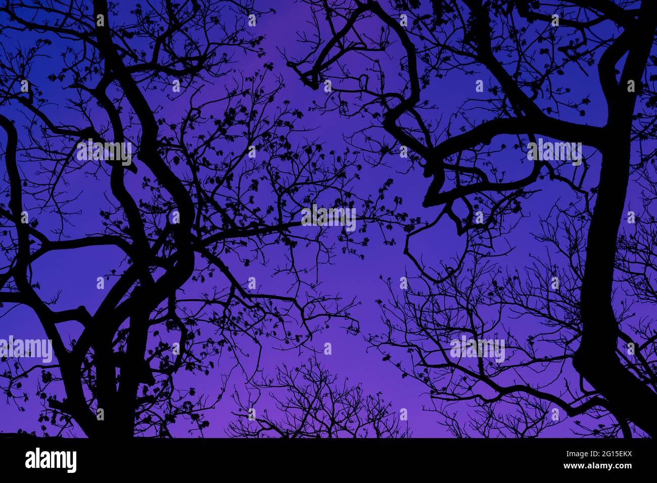 Silhouette trees with beautiful sky background, forest Stock Photo - Alamy