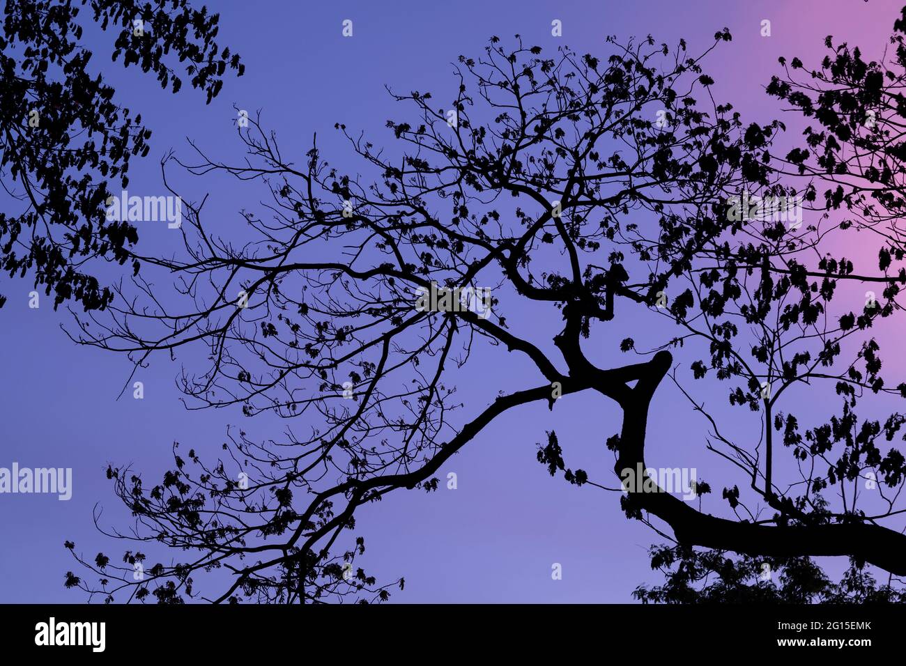 Silhouette trees with beautiful sky background, forest Stock Photo - Alamy