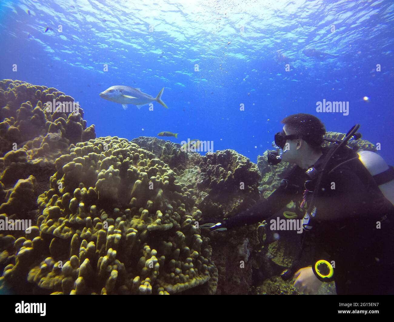 A diver with a fish, Easter Island, Chile Stock Photo - Alamy
