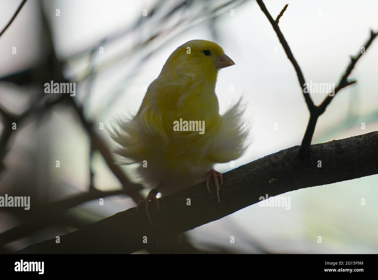 Hamburg, Germany. 04th June, 2021. A canary is seen in an aviary ...