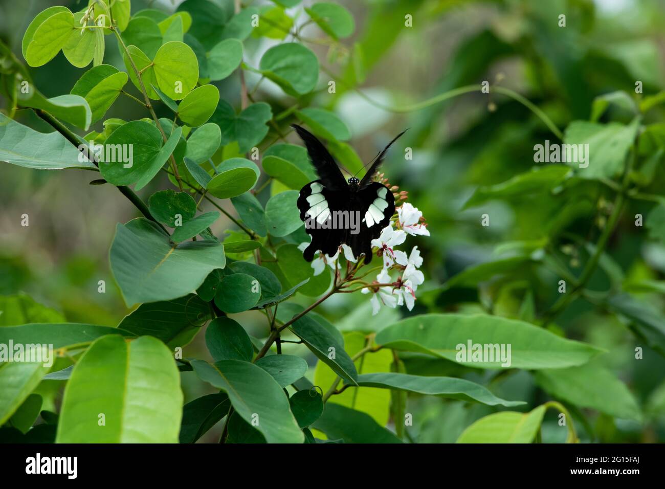 Black and white helen swallowtail hi-res stock photography and images ...