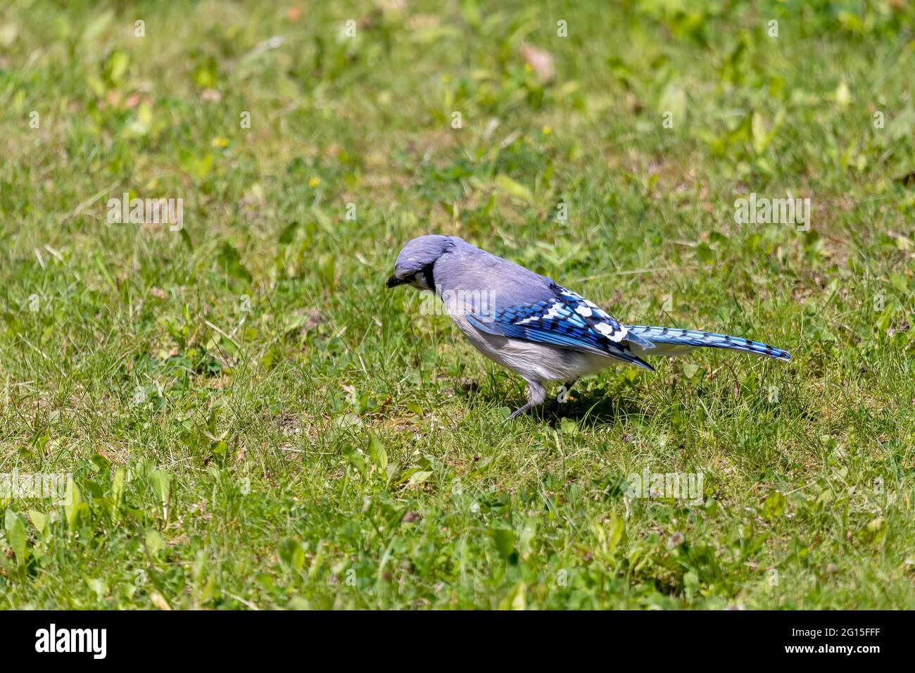The Blue jay while searching for food Stock Photo - Alamy