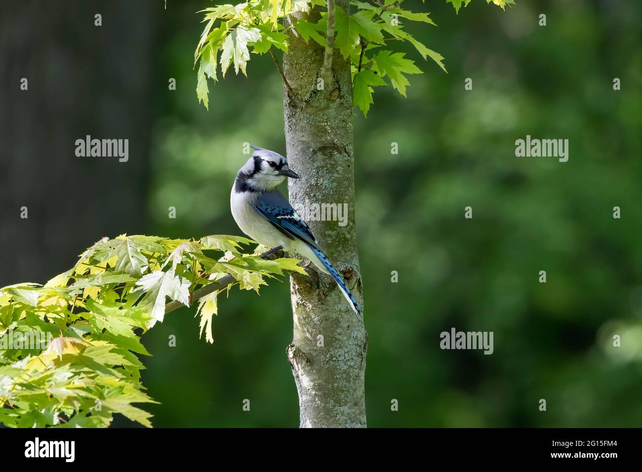 Bluejay food hi-res stock photography and images - Alamy