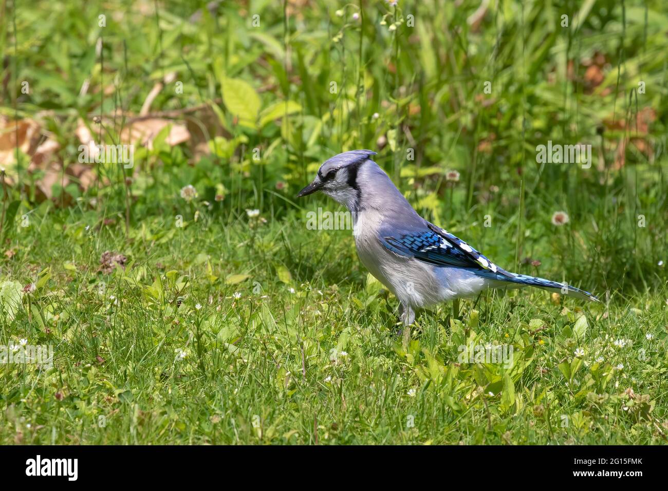 Bluejay feeding hi-res stock photography and images - Alamy