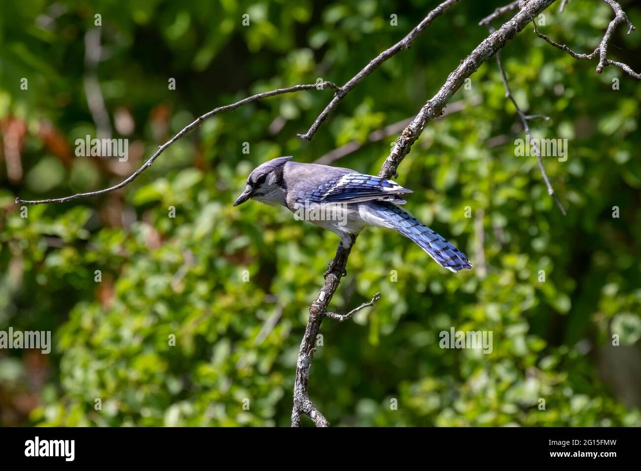 The Blue jay while searching for food Stock Photo - Alamy