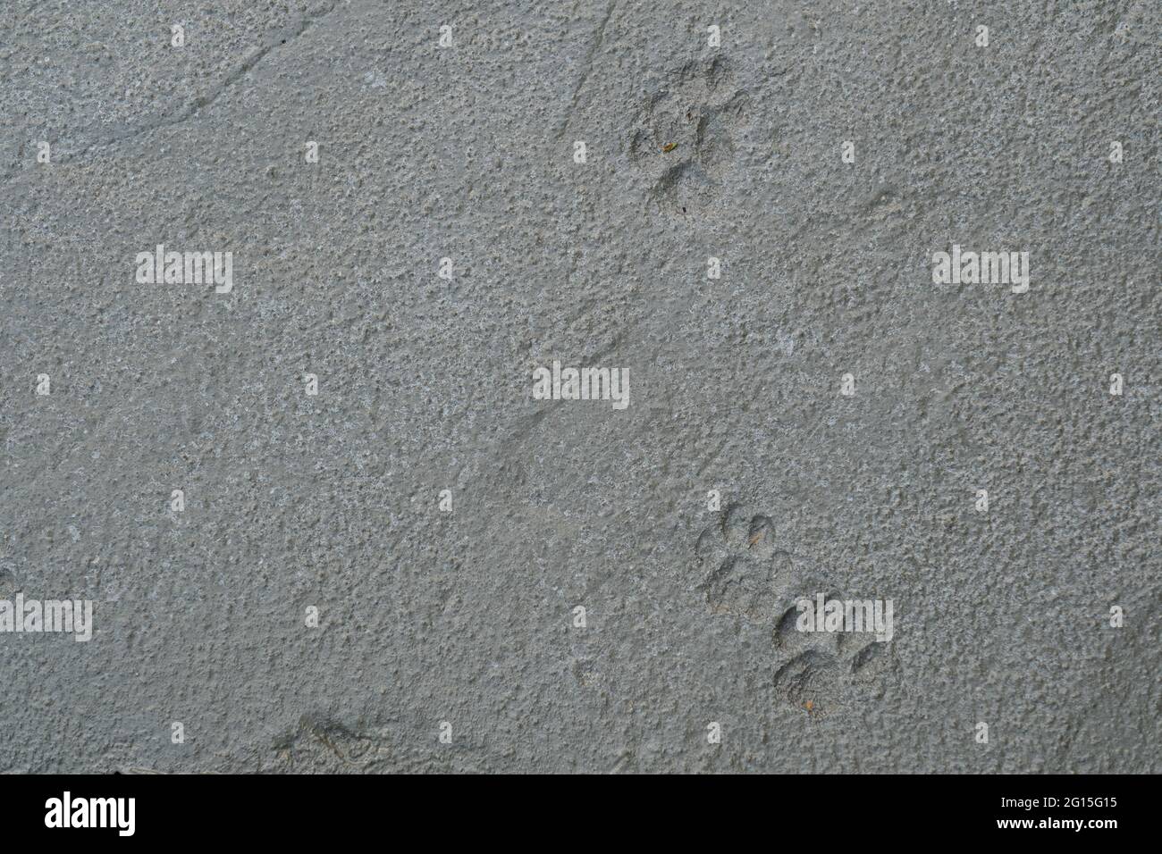 Cat footprints on a cement floor Stock Photo - Alamy
