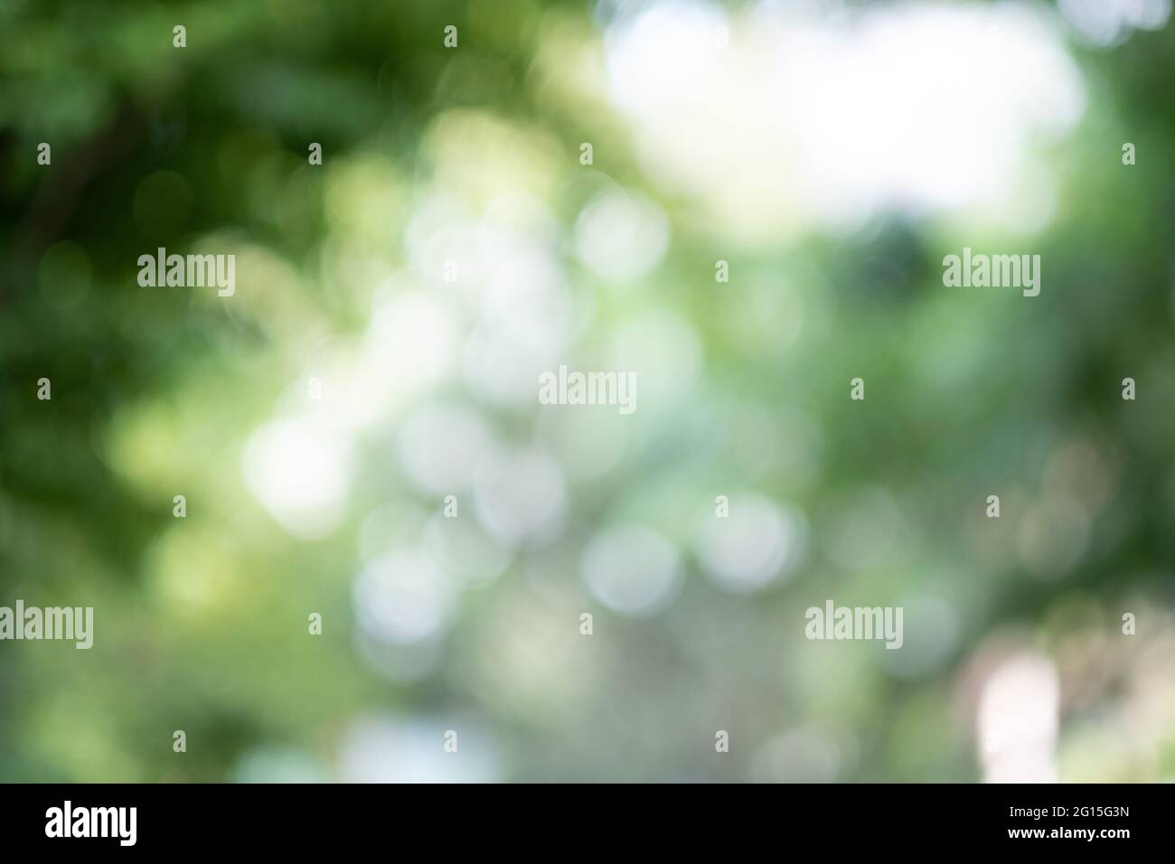 green bokeh background, leave blur background Stock Photo - Alamy