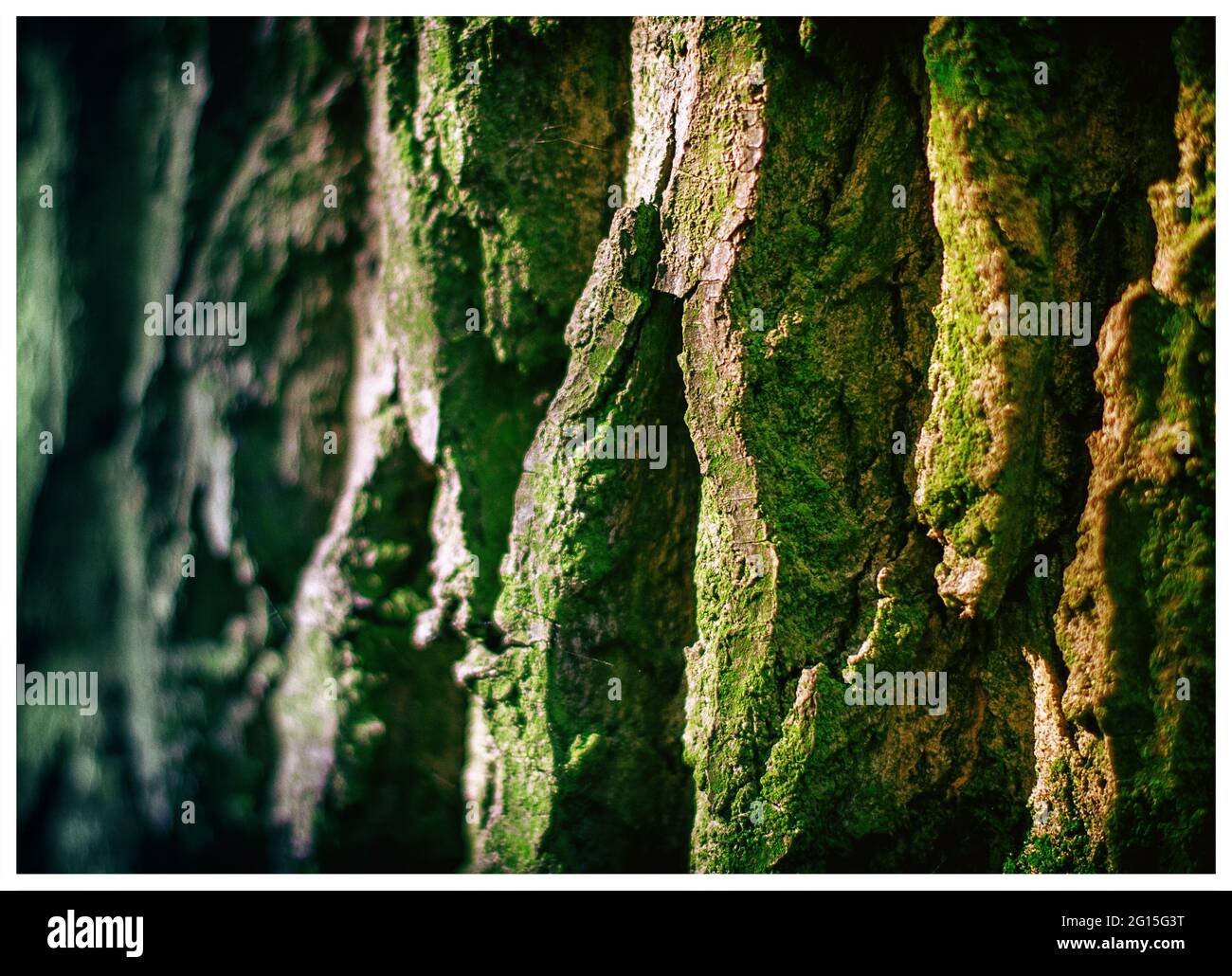 Forest park panorama garden Cut Out Stock Images & Pictures - Alamy