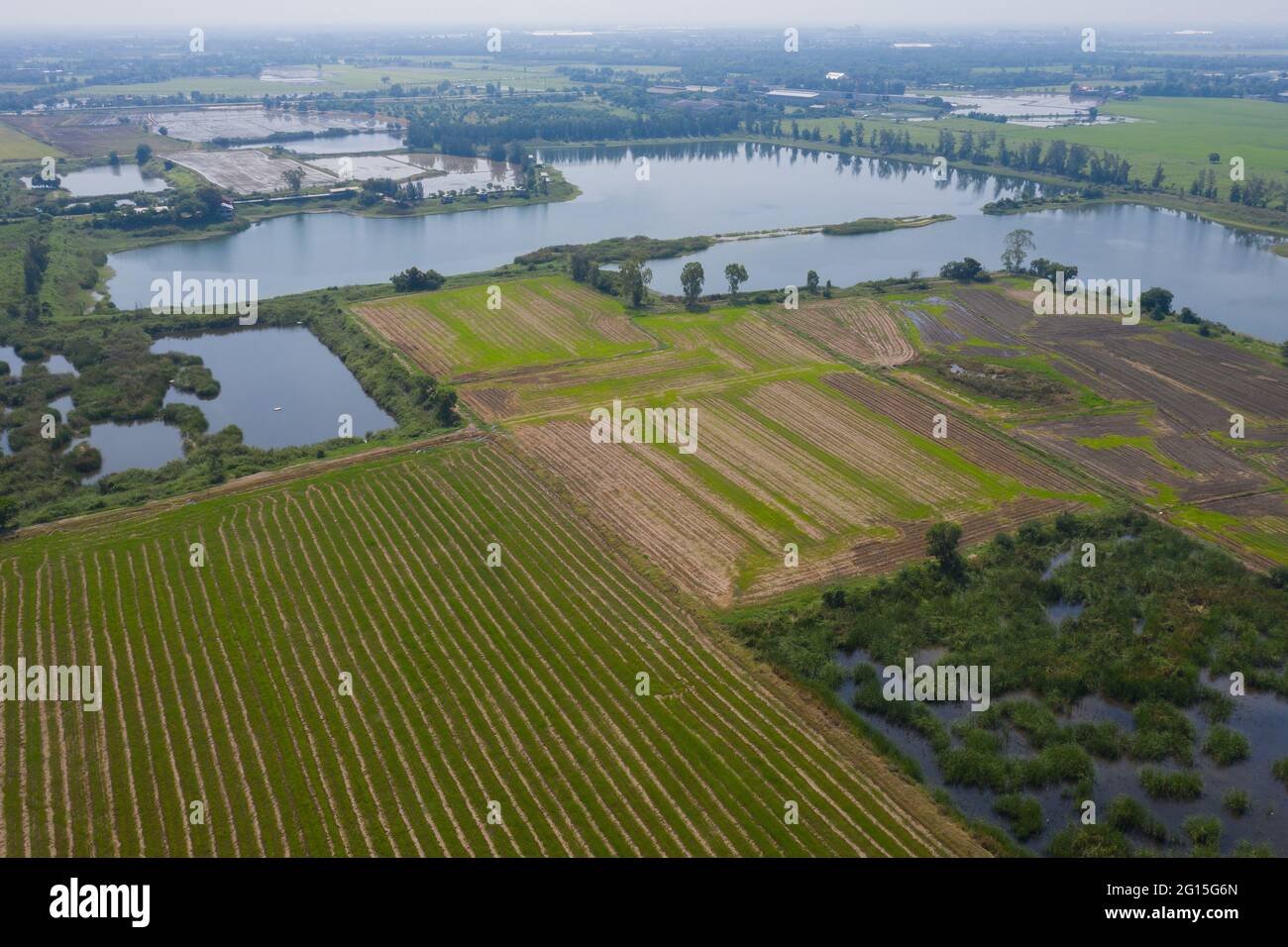aerial view from flying drone of Field rice with landscape green ...