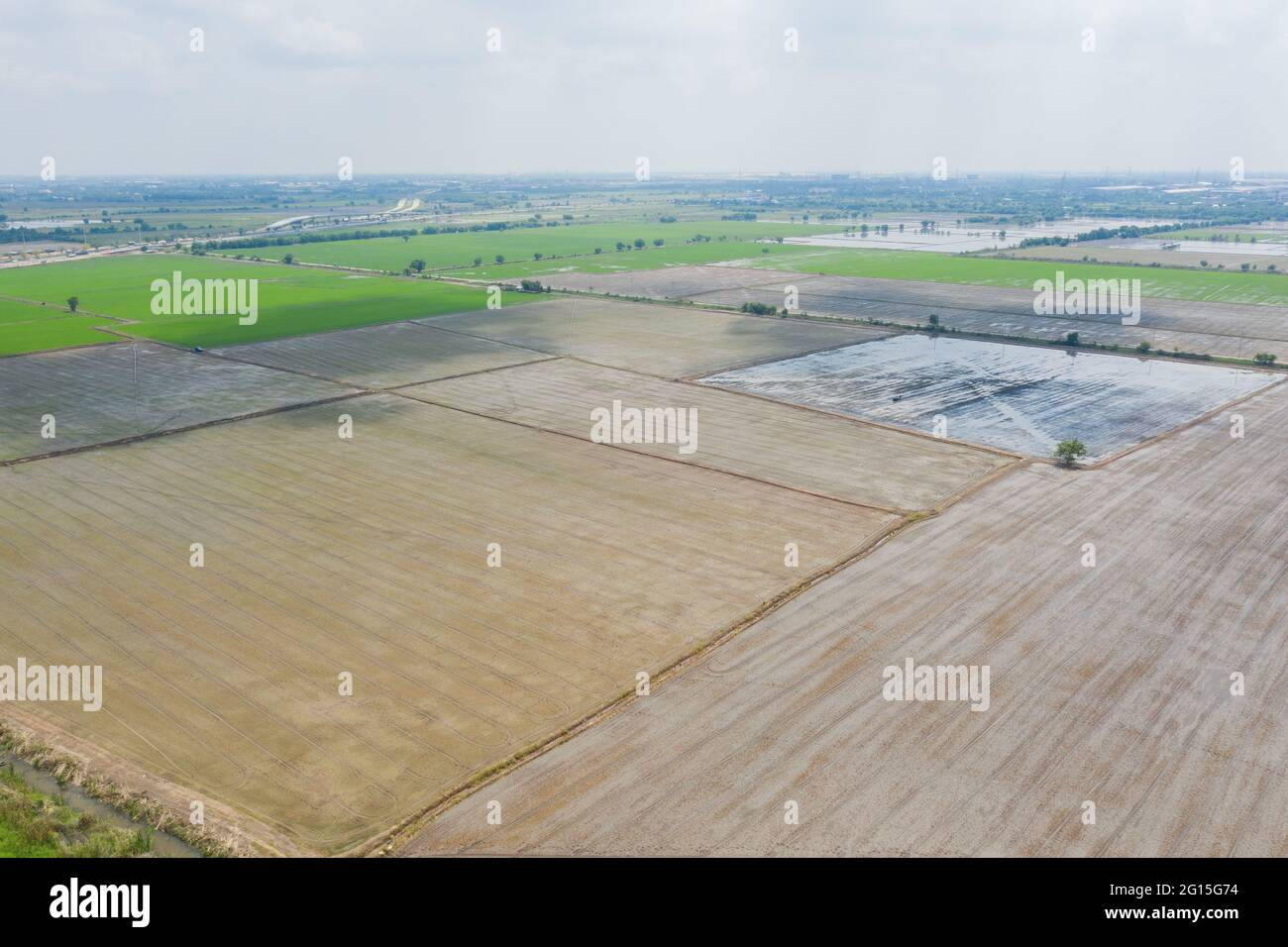 aerial view from flying drone of Field rice with landscape green ...