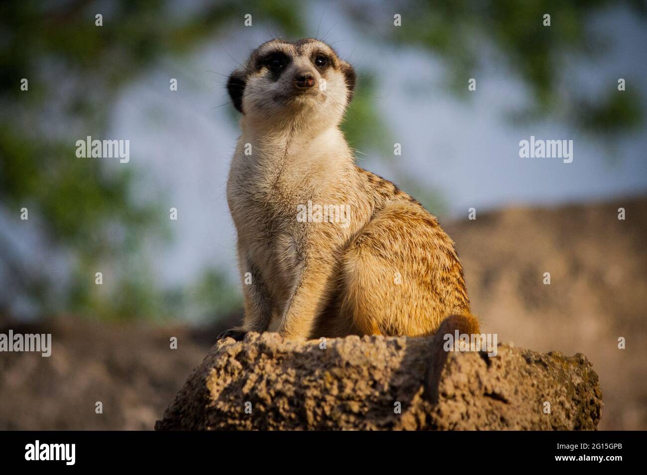Meerkat sitting on rock looking Stock Photo - Alamy