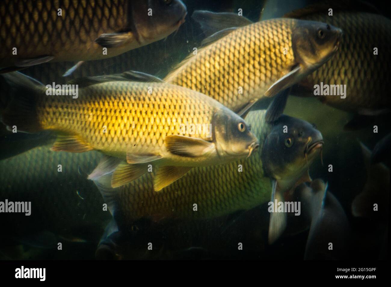Yellow fish swimming Stock Photo - Alamy