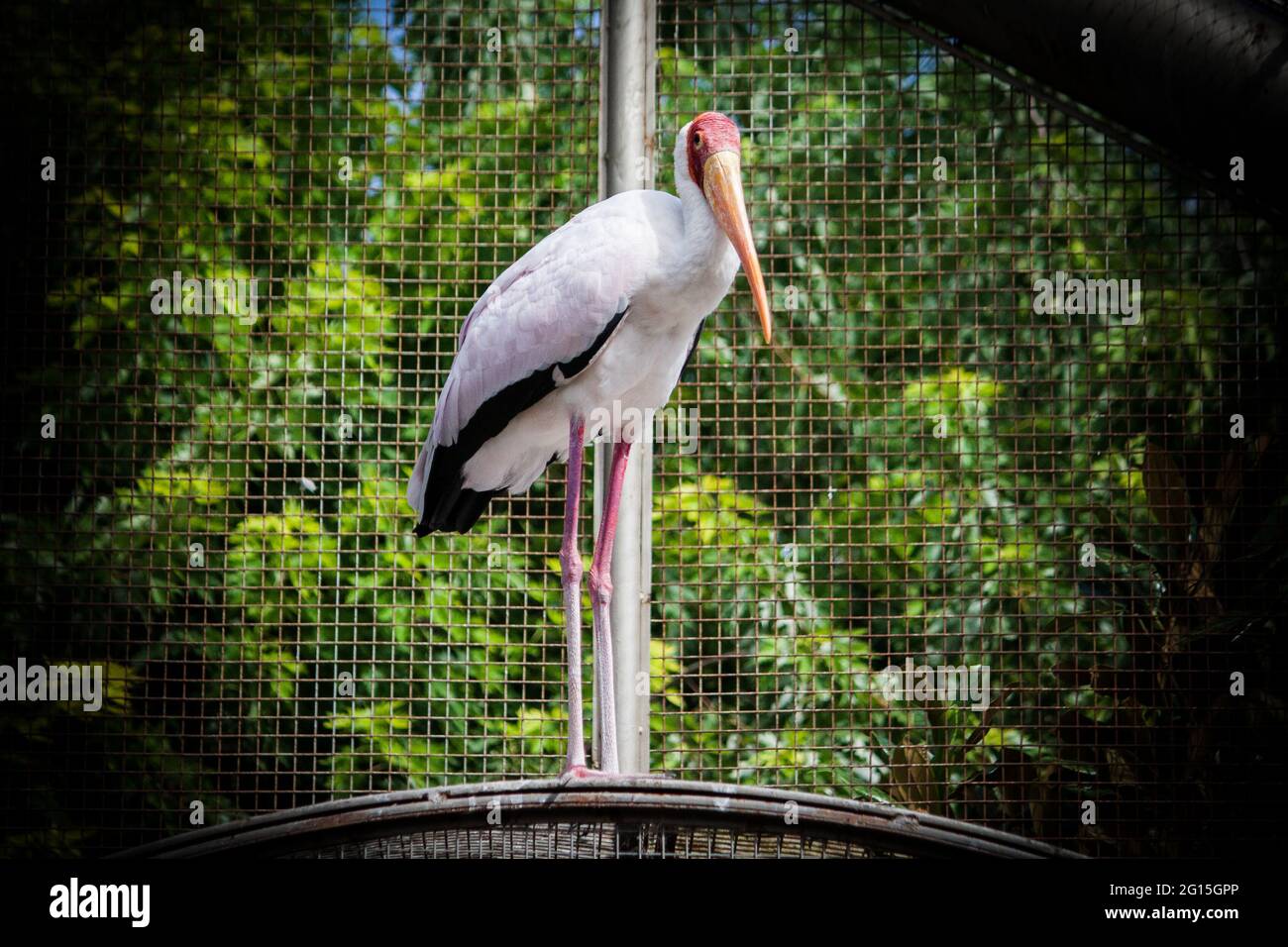 Strange red head bird posing Stock Photo - Alamy