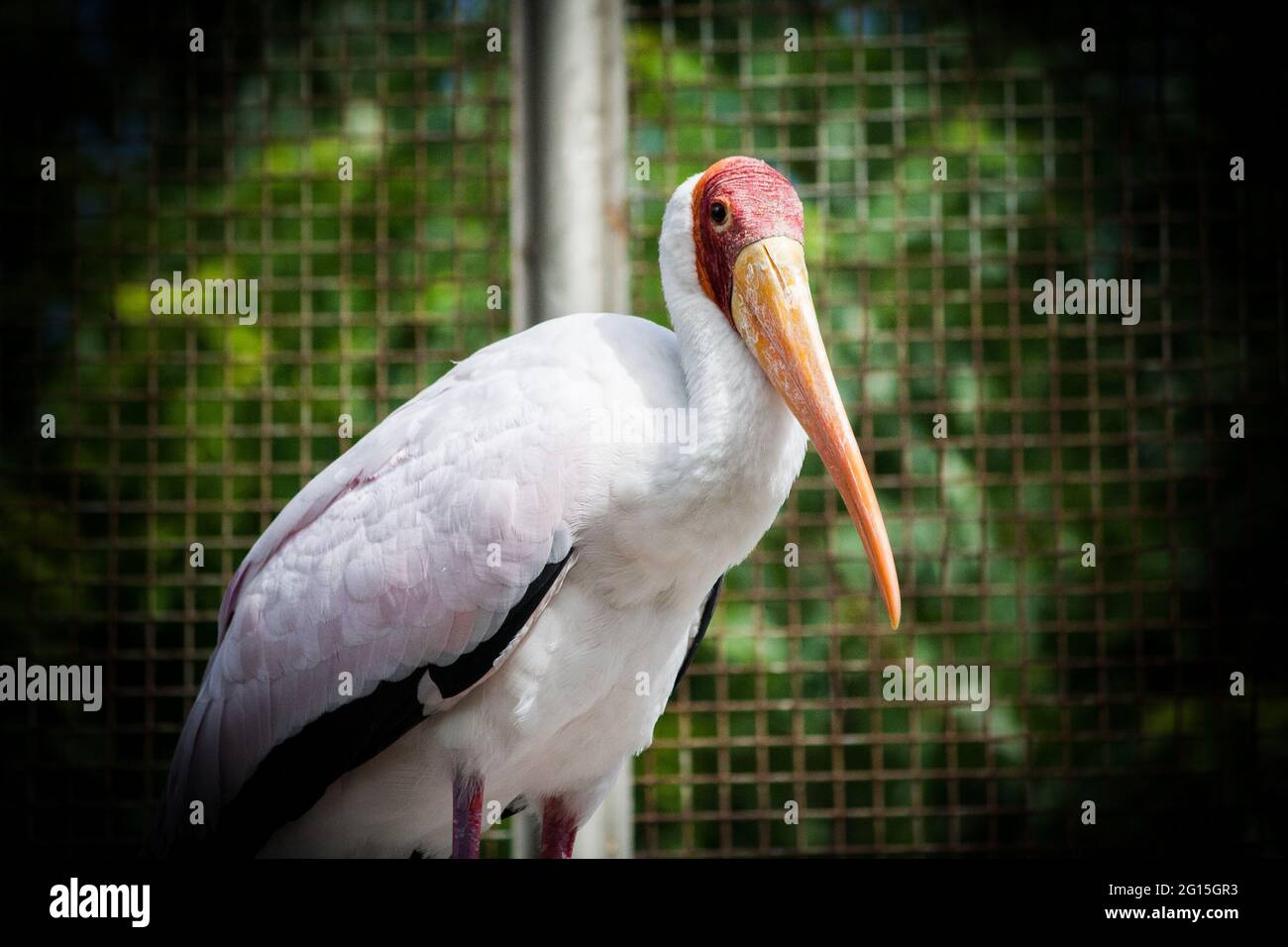 Strange red head bird posing Stock Photo - Alamy
