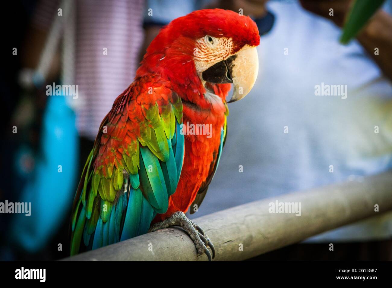 Parrot on stick hi-res stock photography and images - Alamy