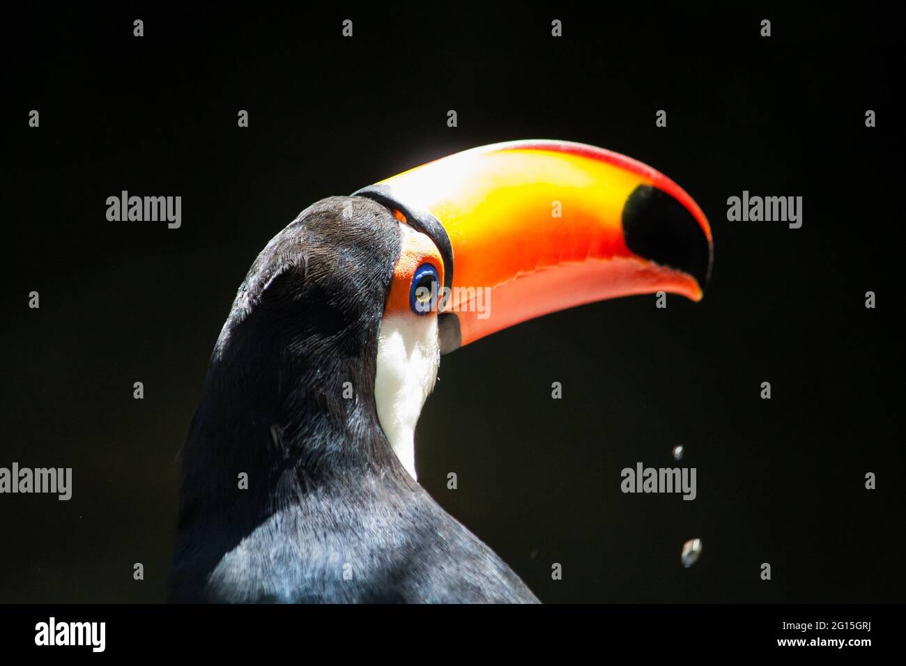 Black and white toucan looking at camera Stock Photo - Alamy