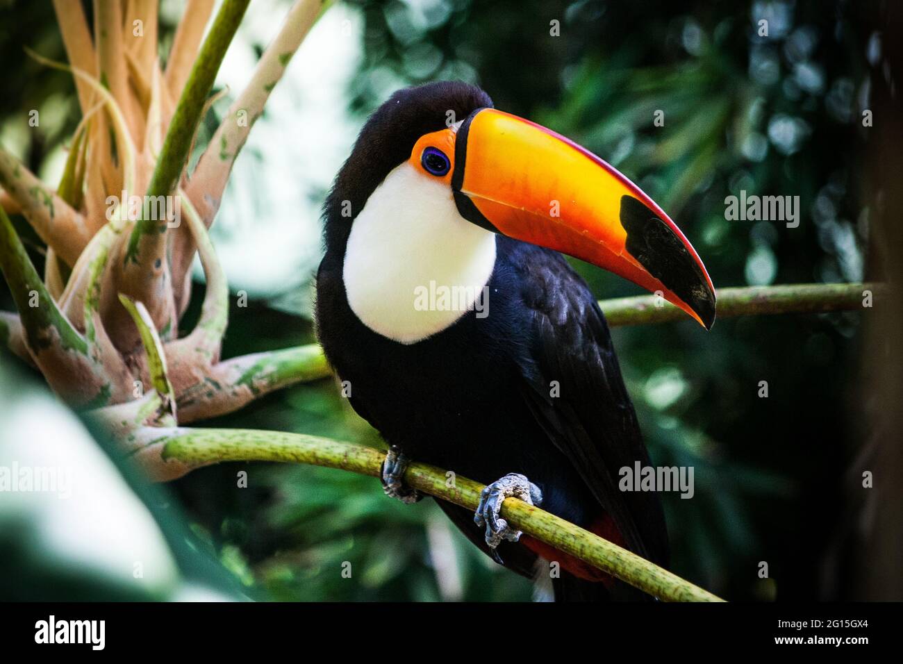 Black and white toucan looking at camera Stock Photo - Alamy