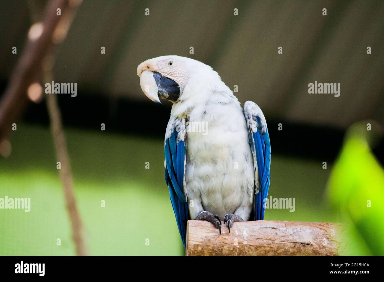 Parrot on stick Stock Photo - Alamy