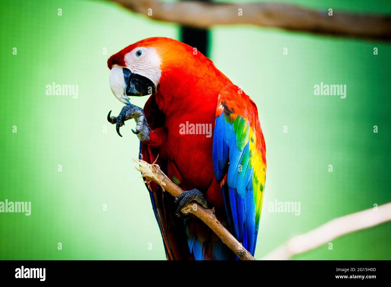 Red parrot on stick Stock Photo - Alamy