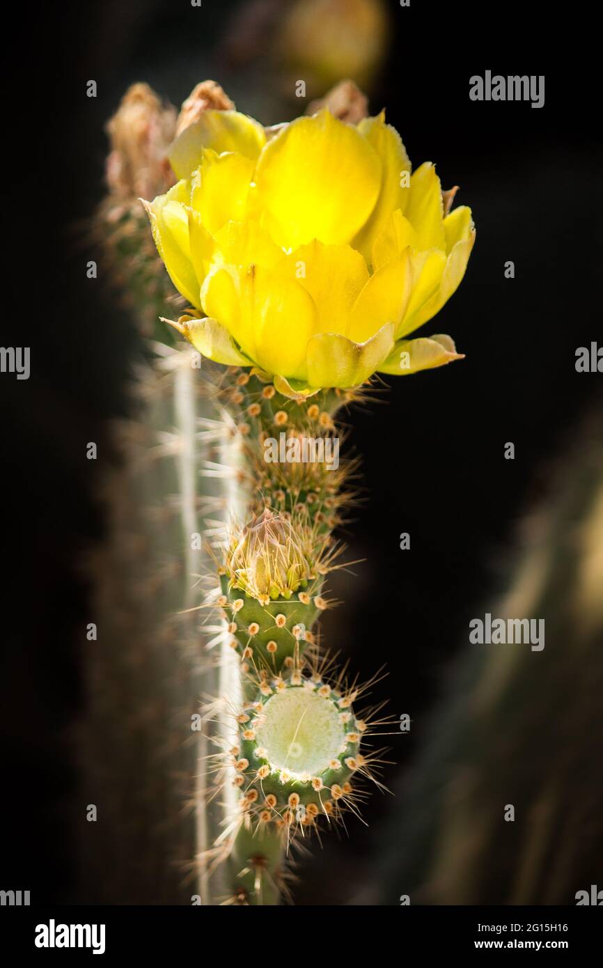 Yellow flower on cactus Stock Photo - Alamy