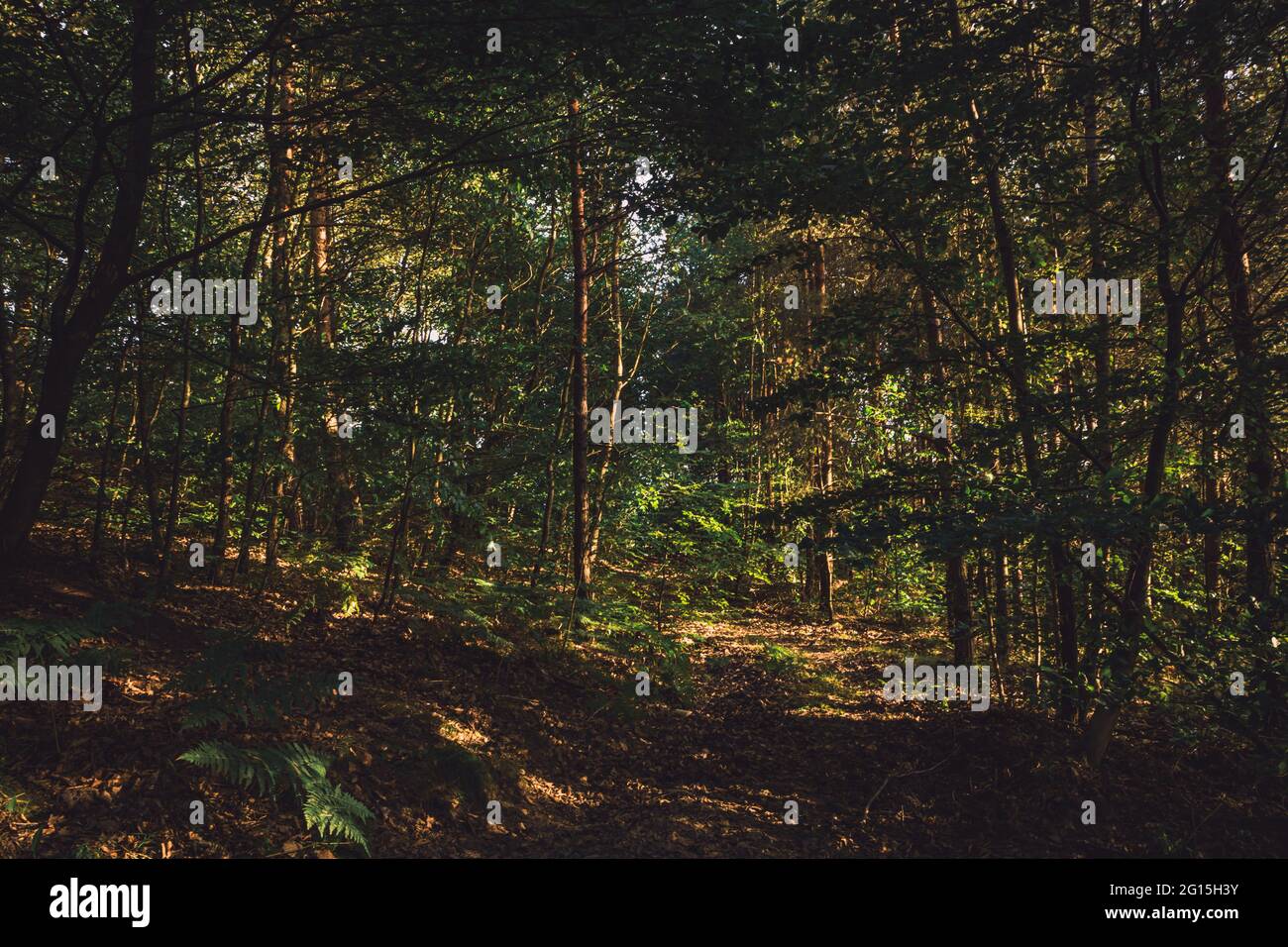 In the middle of the forest in lush green meadows and forests in bright ...