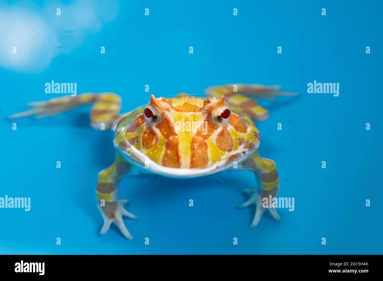 closeup argentine horned frog with blur background Stock Photo - Alamy