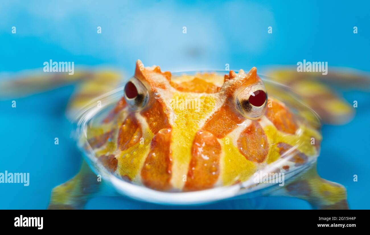 closeup argentine horned frog with blur background Stock Photo - Alamy
