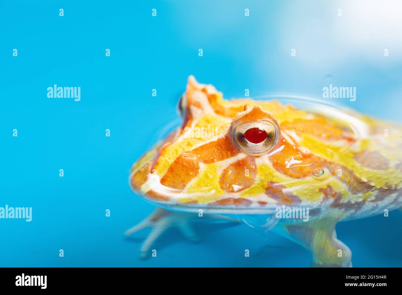 closeup argentine horned frog with blur background Stock Photo - Alamy
