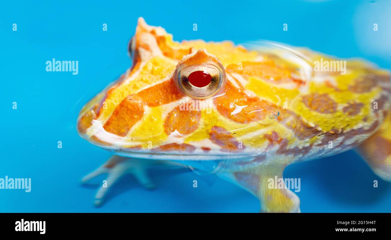 closeup argentine horned frog with blur background Stock Photo - Alamy