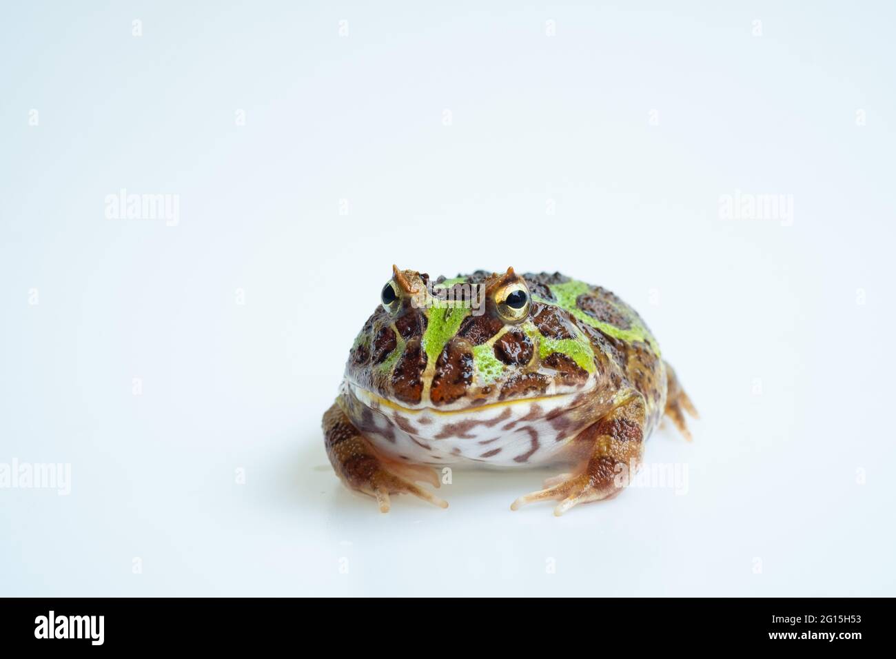 Argentine wide mouthed frogs hi-res stock photography and images - Alamy