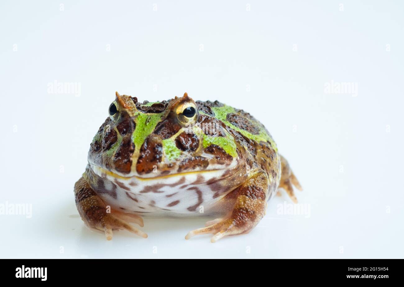 Argentine wide mouthed frogs hi-res stock photography and images - Alamy
