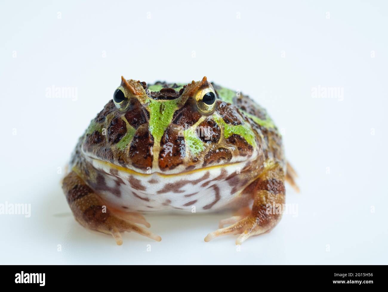 Ornate horned frogs hi-res stock photography and images - Alamy