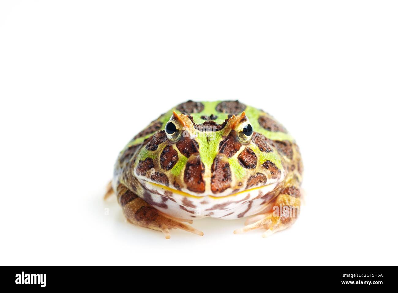 Fat frogs hi-res stock photography and images - Alamy
