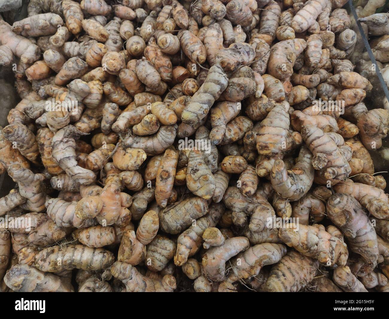 Fresh Turmeric or kunyit used for cooking and medical purpose Stock ...