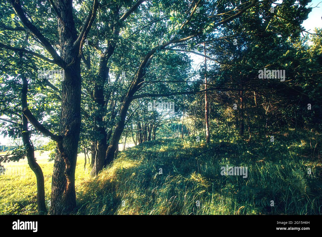 In the middle of the forest in lush green meadows and forests in bright ...