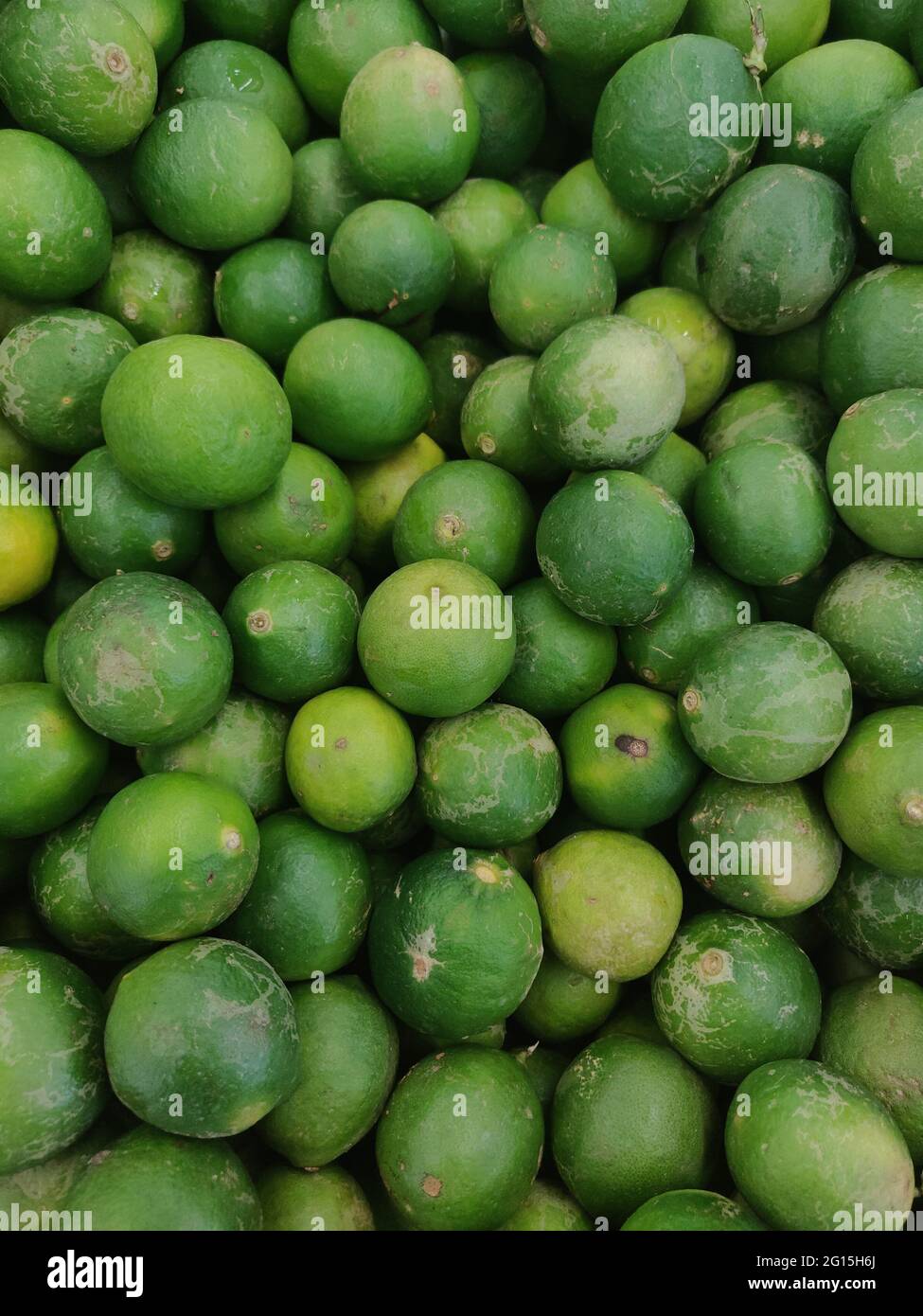 Persian lime (Citrus × latifolia), also known by other common names ...