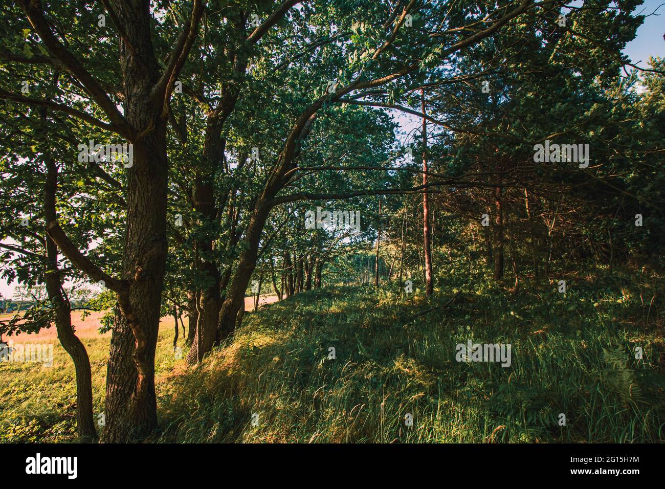 Clearing jungle and garden hi-res stock photography and images - Alamy